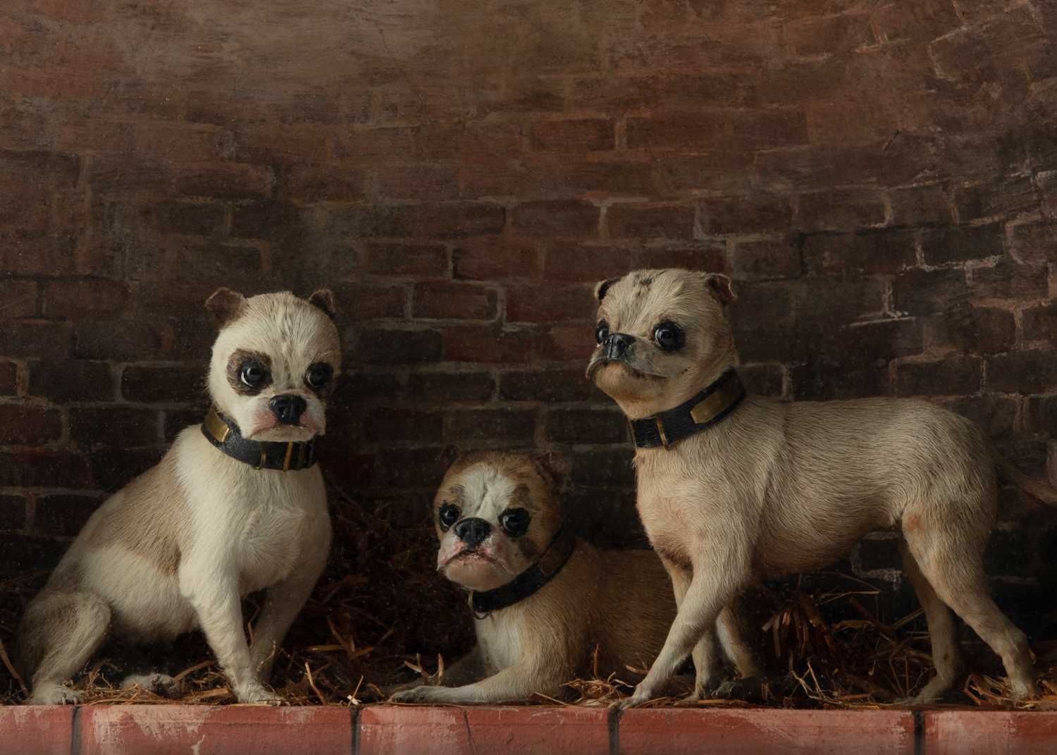 Lot 477 - Taxidermy - A Victorian 'Chinese Muff Dog'