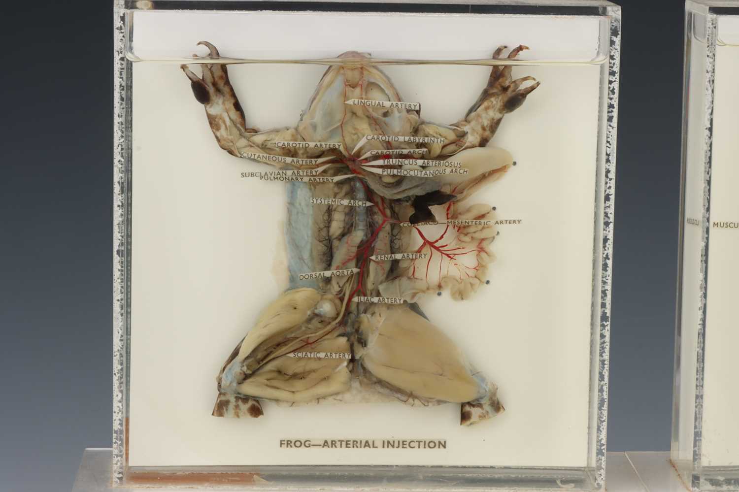 Lot 86 - A Pair of Educational Preserved Dissected