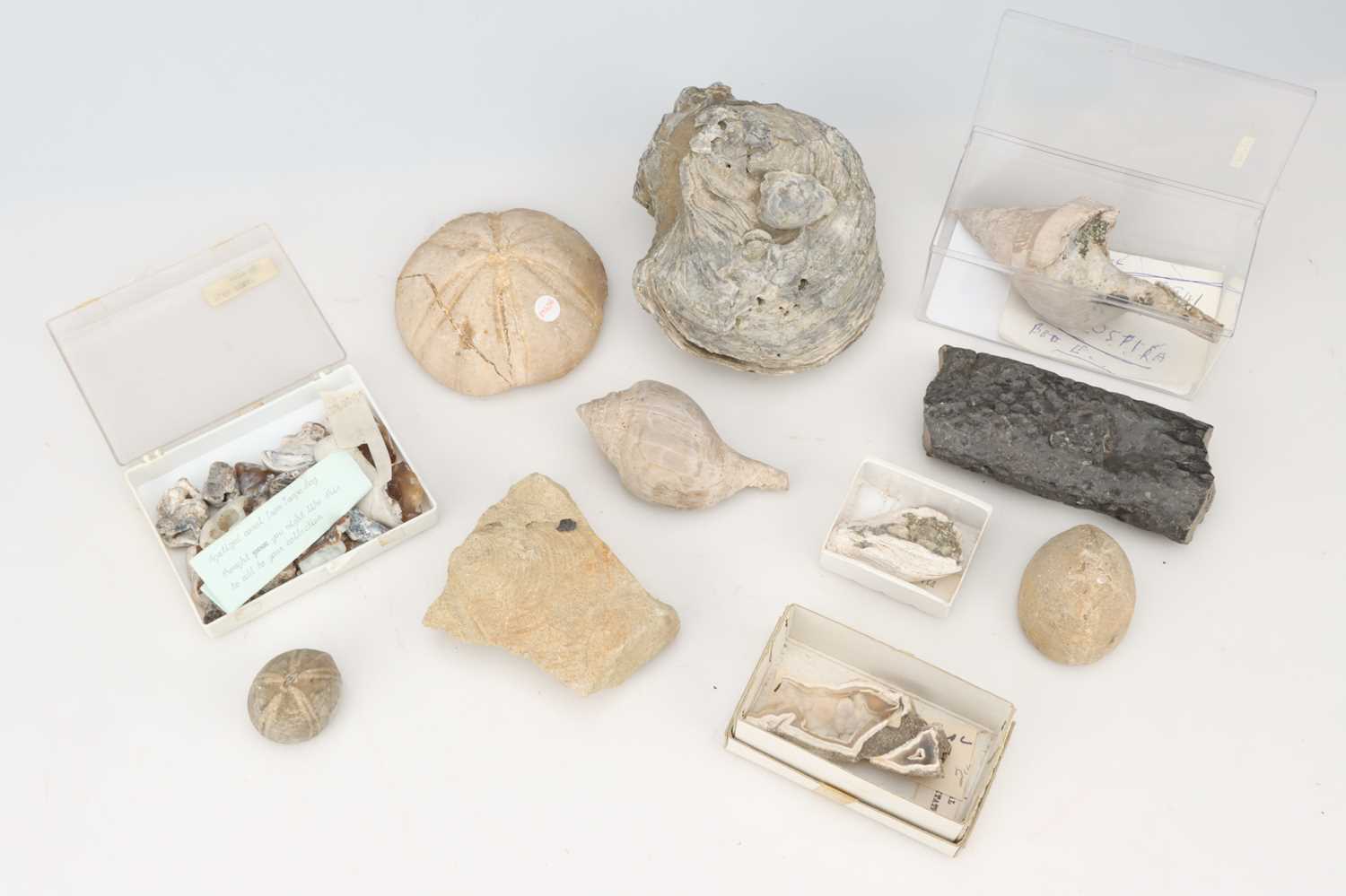 Lot 168 - Minerals, a Collection of Fossils,