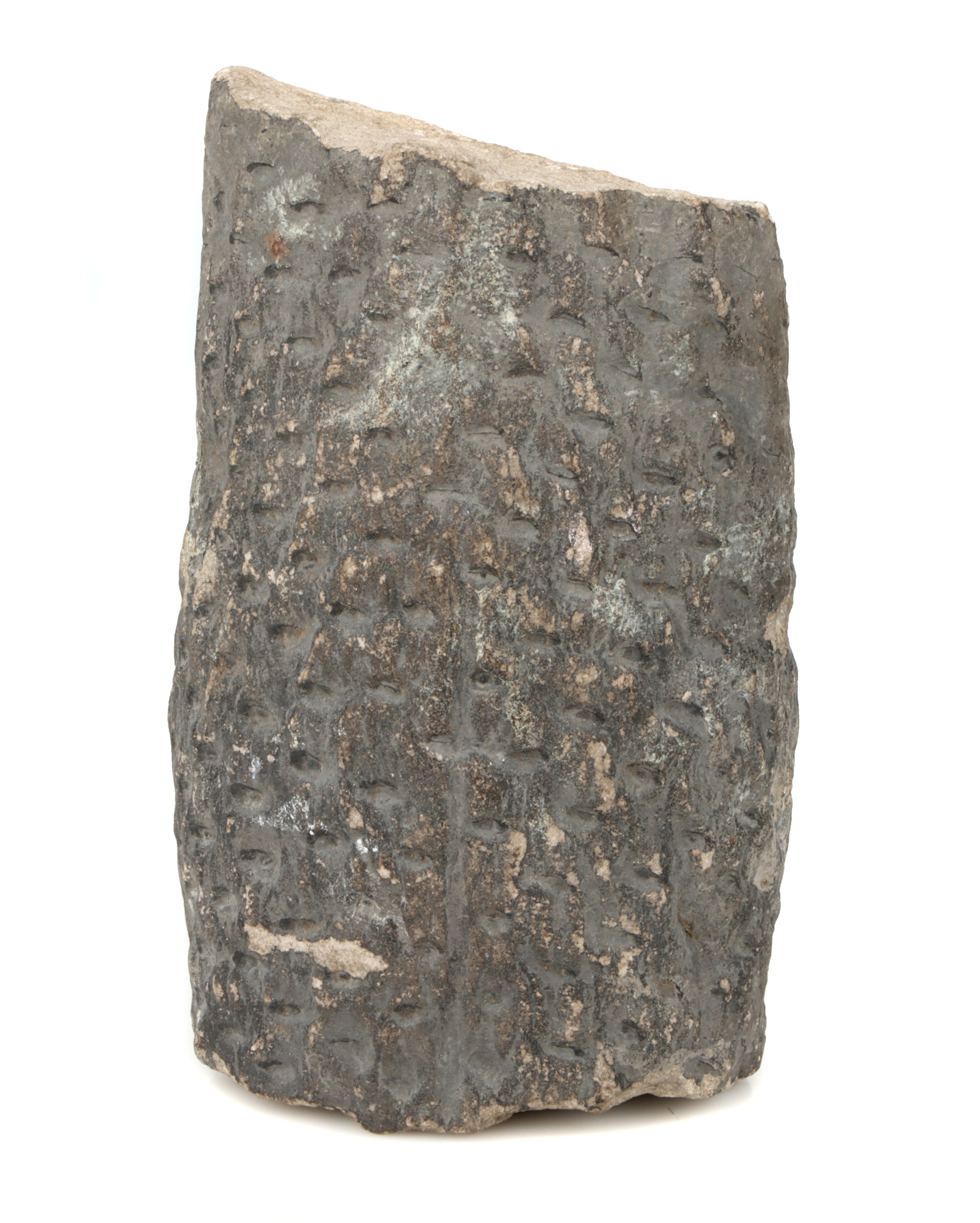 Lot 187 - Minerals, Fossilised Tree Trunk Section,