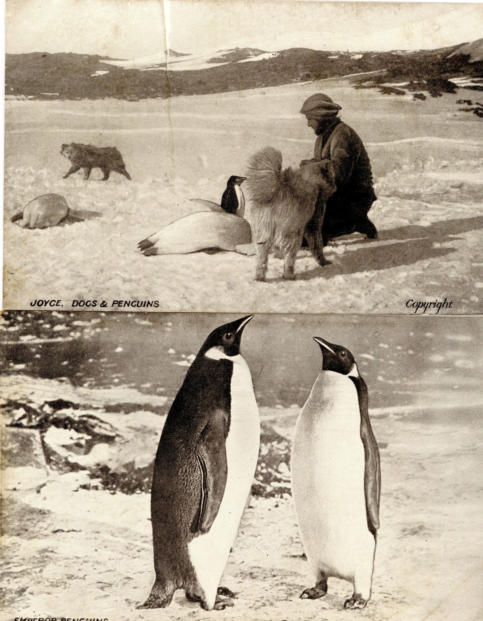 Lot 281 - British Antarctic Expedition Postcards (1907-