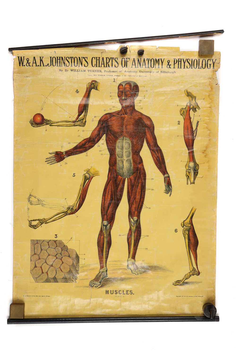 Lot 103 - Collection of Didactic Anatomy & Physiology