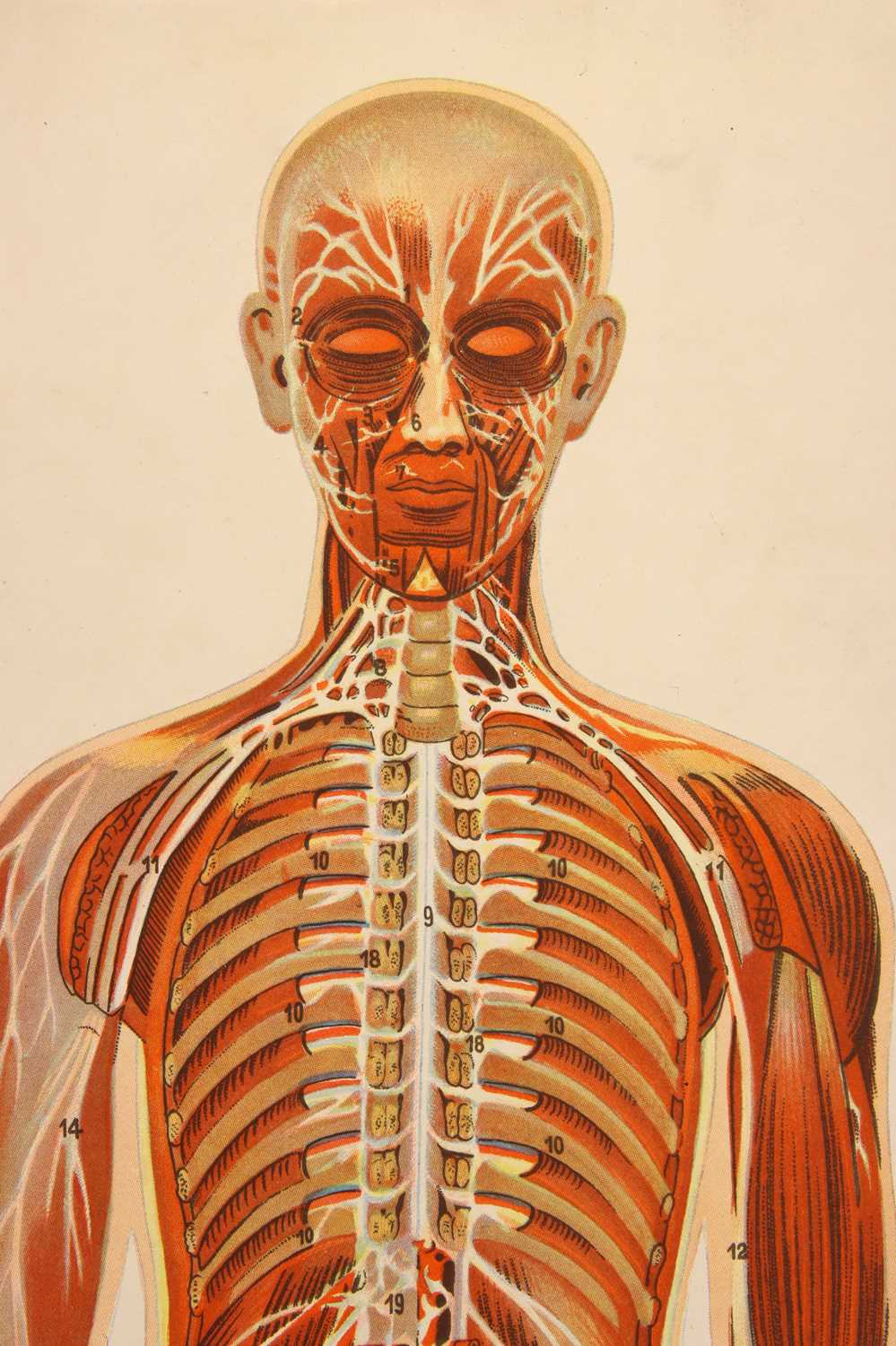 Lot 384 - Philips Model of the Human Body (Female),