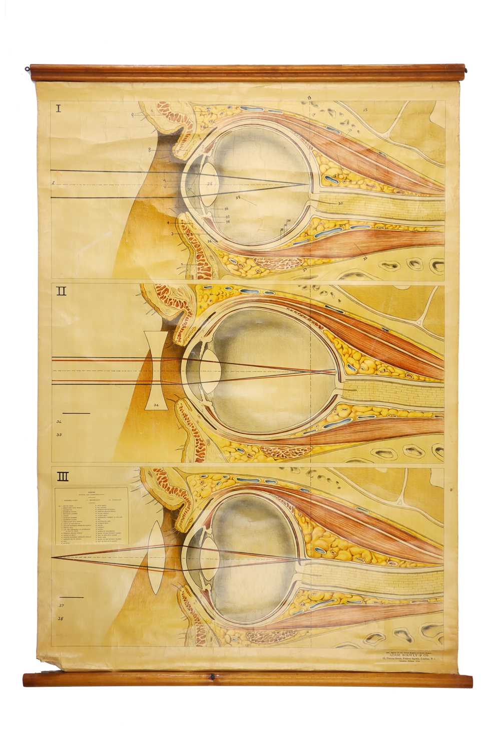 Lot 108 - Didactic Poster of Human Eye,
