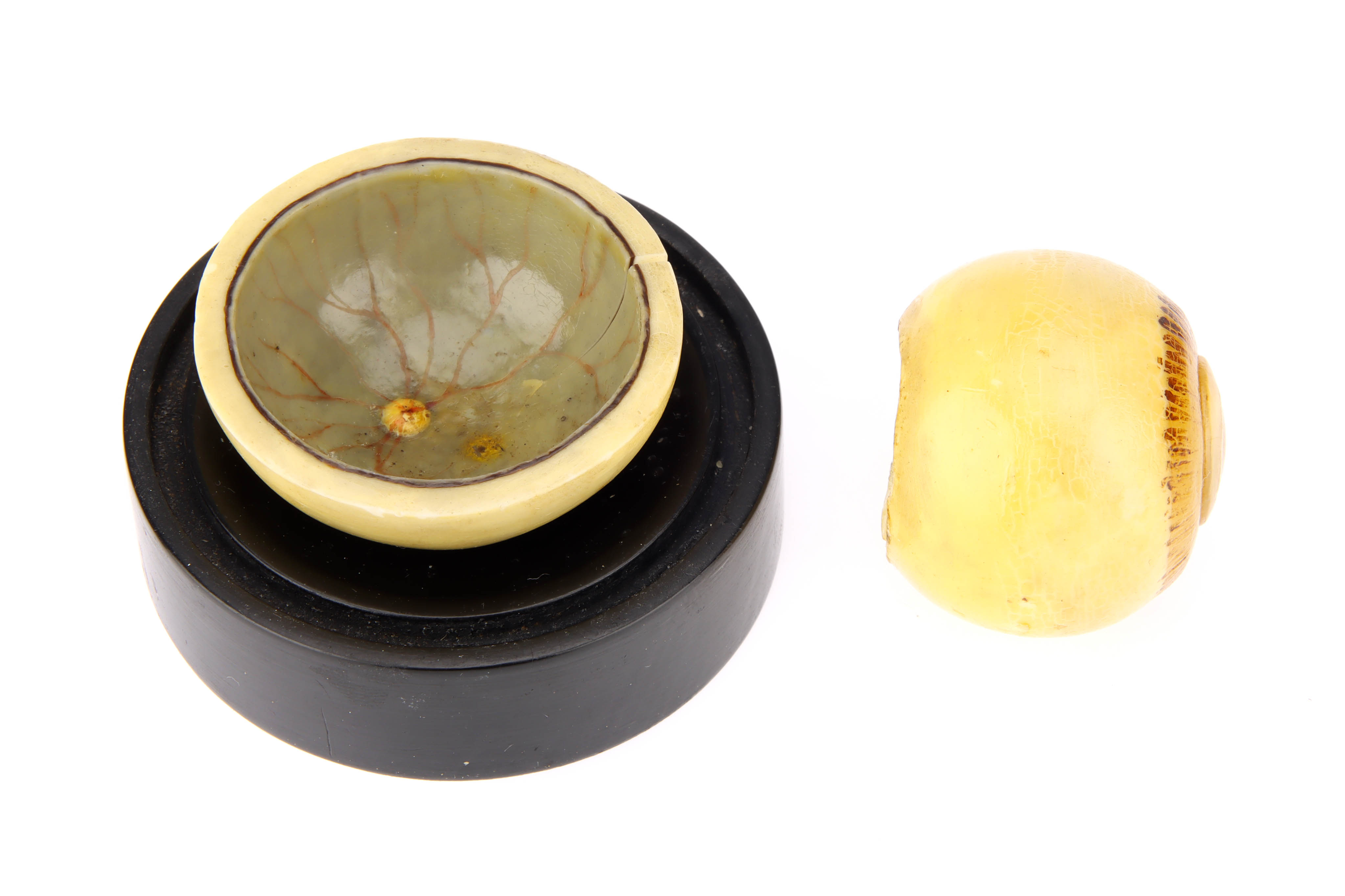 Lot 219 - Wax Models of the Human Eye,