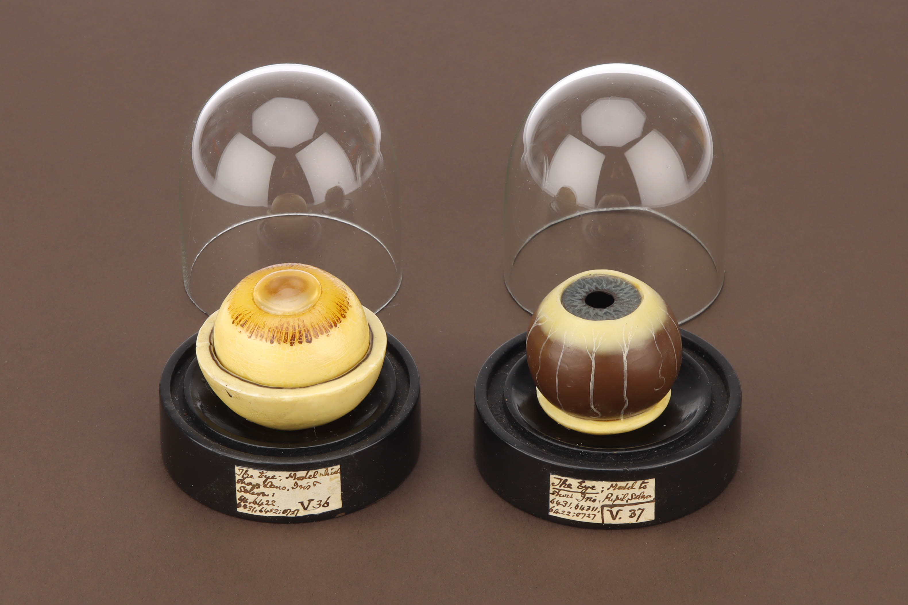 Lot 219 - Wax Models of the Human Eye,