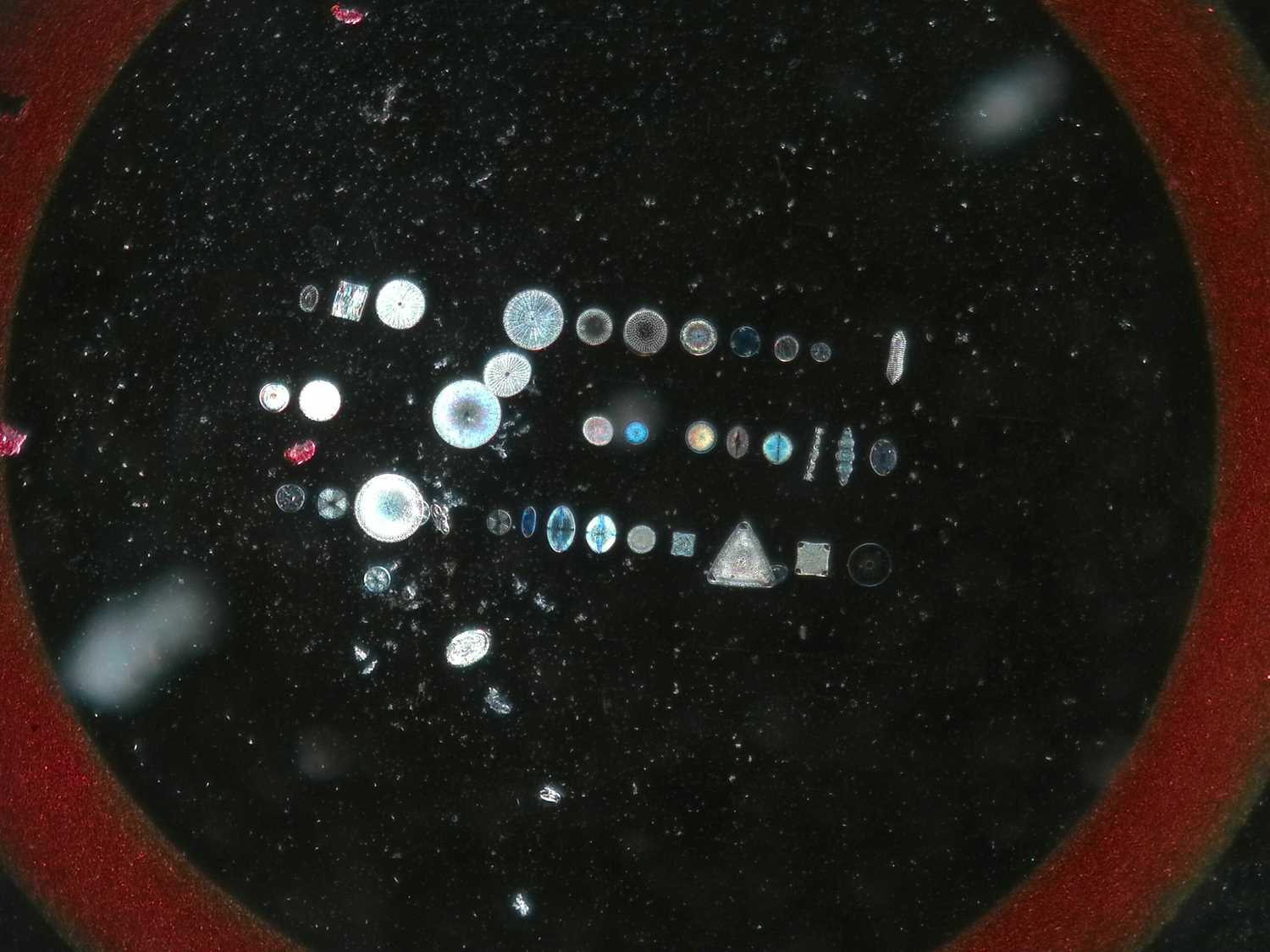 Lot 131 - 4 Microscope Diatom Type Slides,