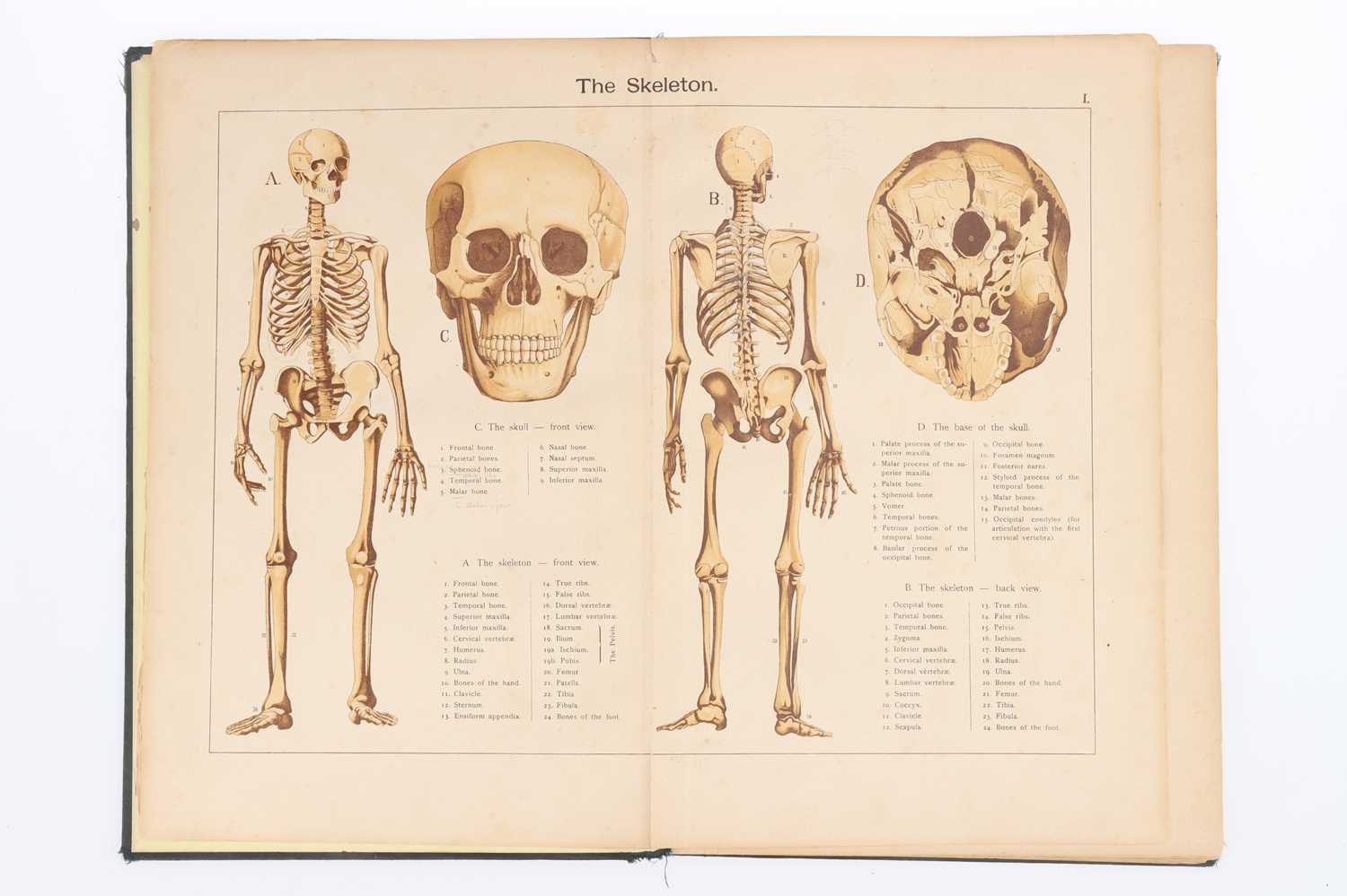Lot 865 - Book - The Structure of the Human Body, 1897,