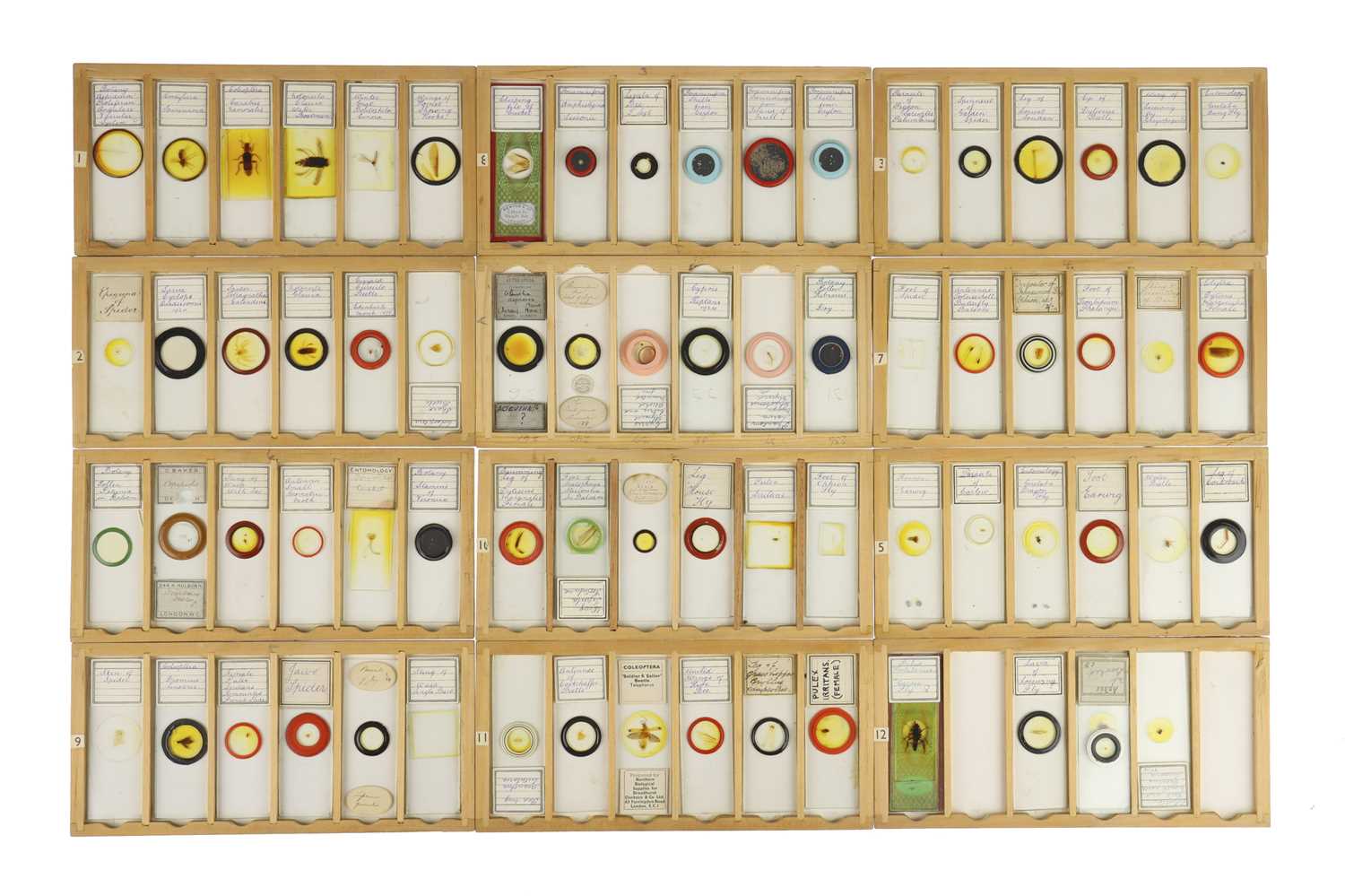 Lot 530 - Large Collection of Microscope Slides,