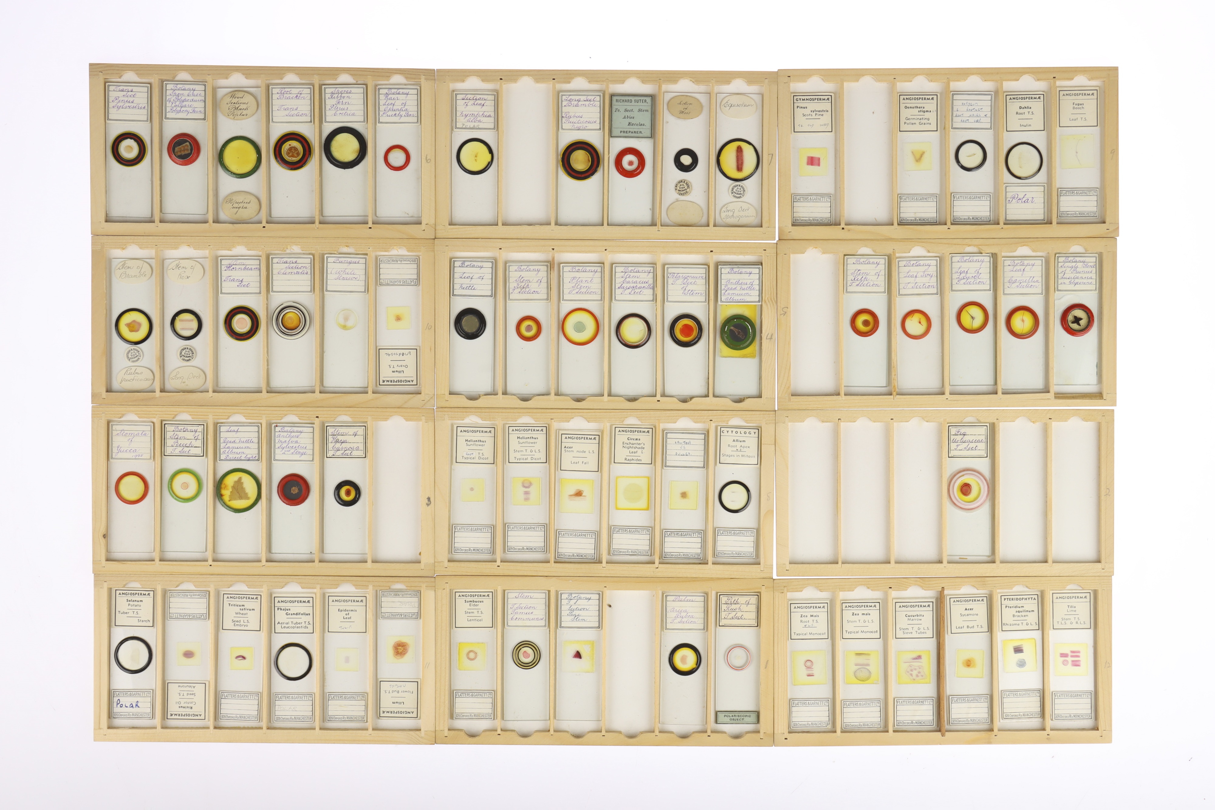 Lot 531 - Large Collection of Microscope Slides,