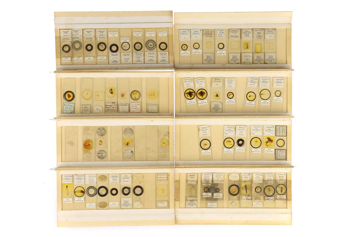Lot 532 - Large Collection of Microscope Slides,