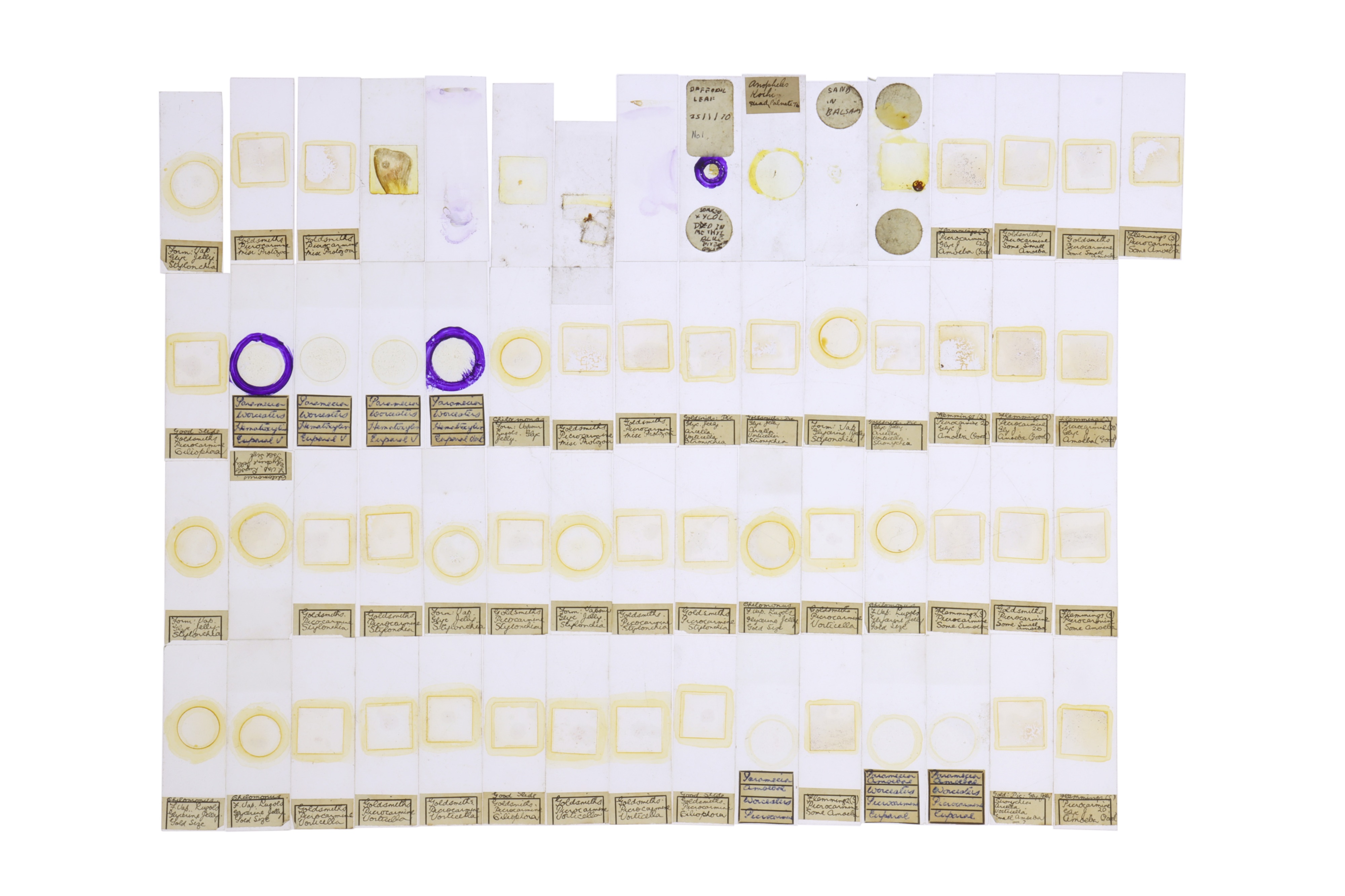 Lot 532 - Large Collection of Microscope Slides,