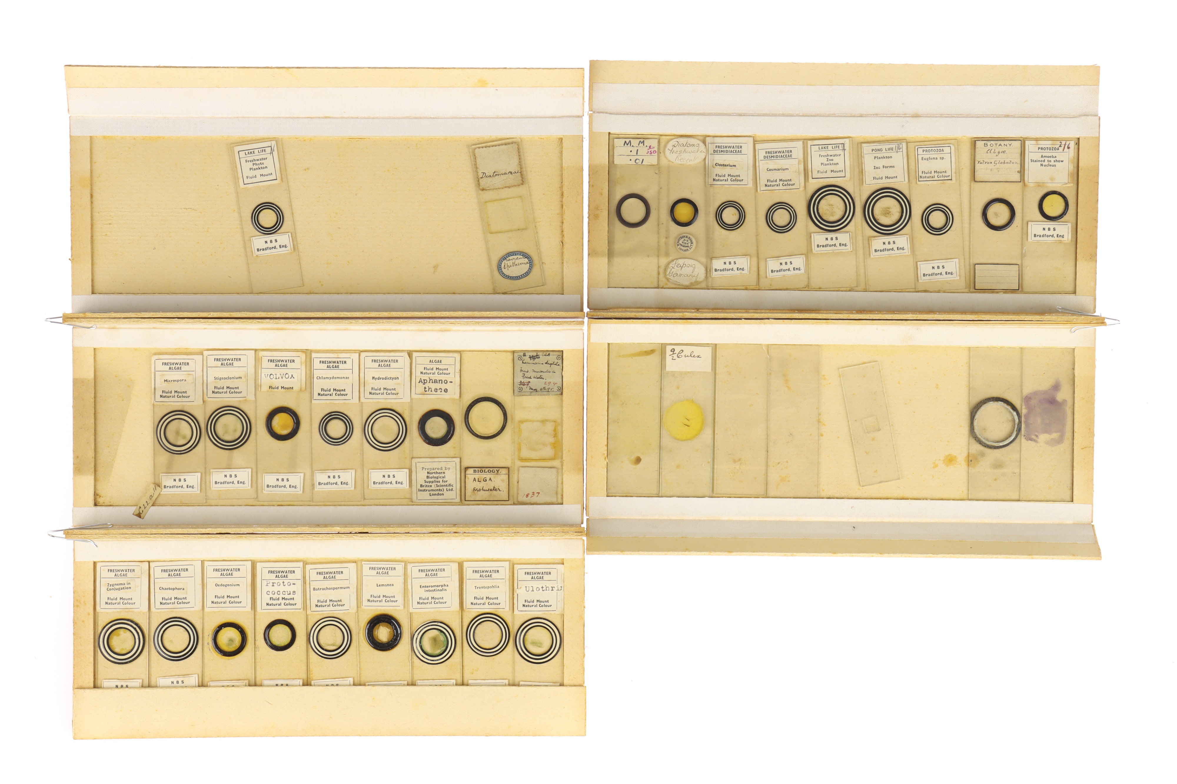 Lot 532 - Large Collection of Microscope Slides,
