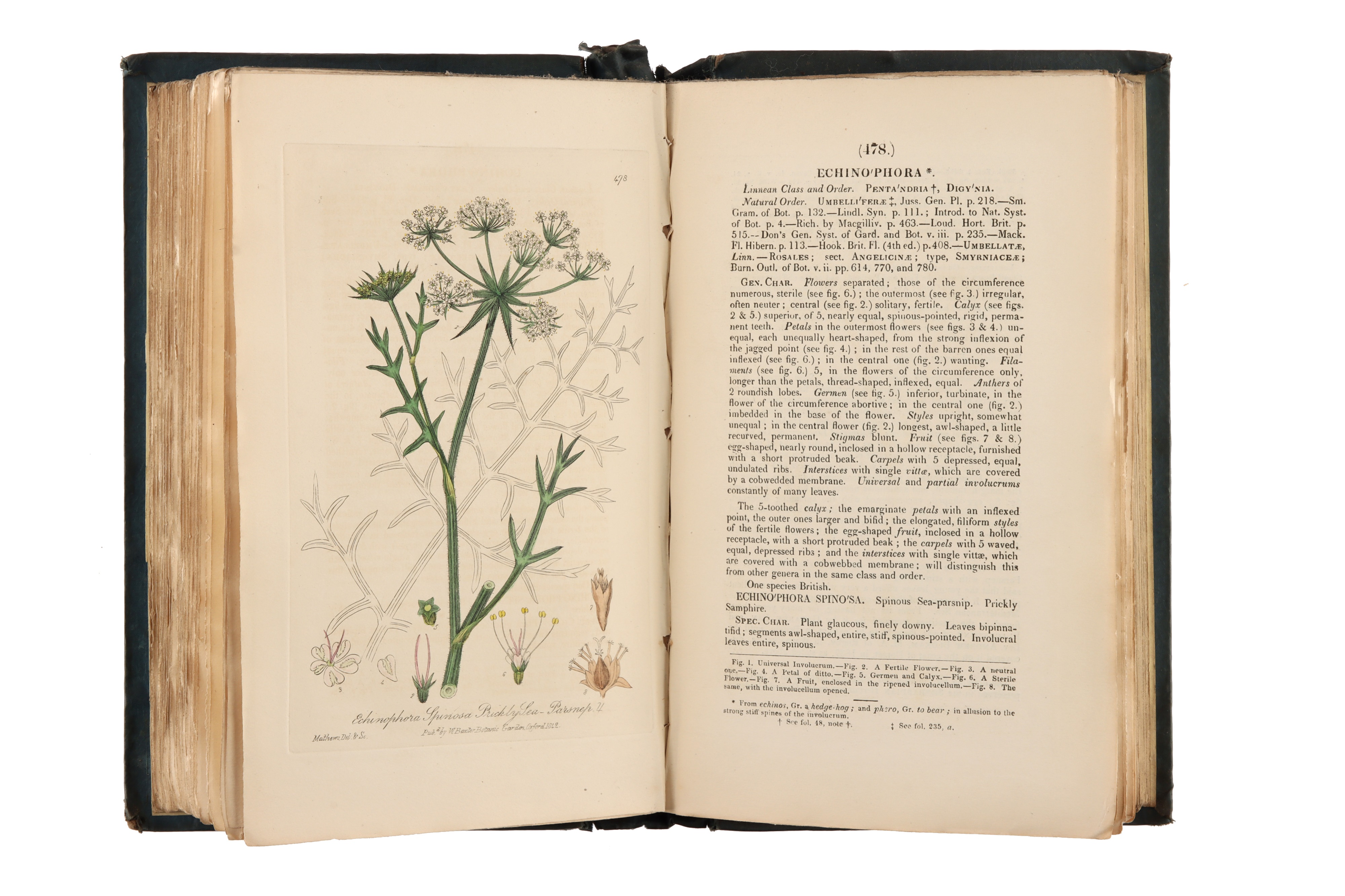 Lot 223 - Baxter, W., British Phaenogamous Botany,