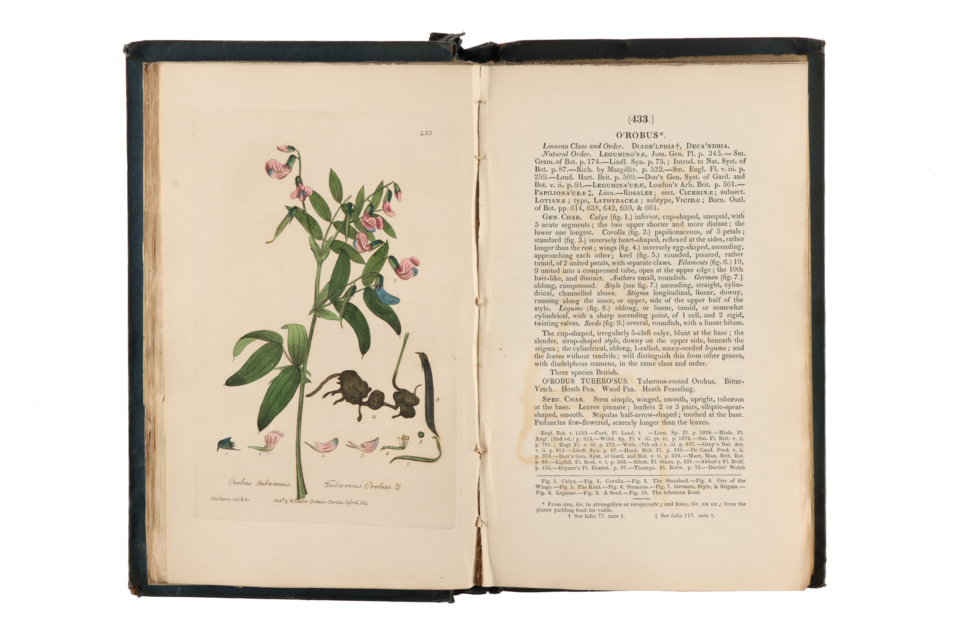 Lot 223 - Baxter, W., British Phaenogamous Botany,