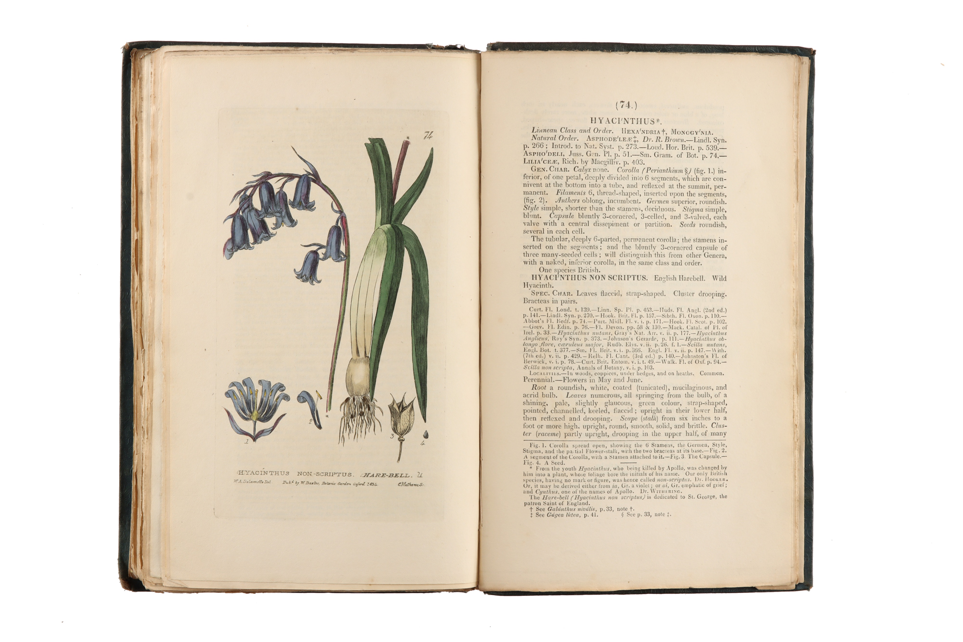 Lot 223 - Baxter, W., British Phaenogamous Botany,