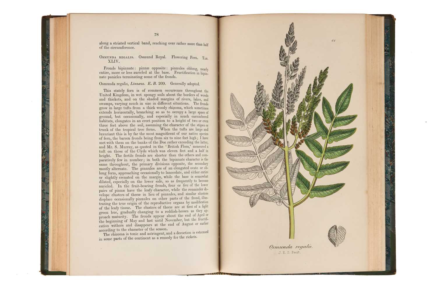 Lot 425 - Collection of 19th Century Books On Botany,