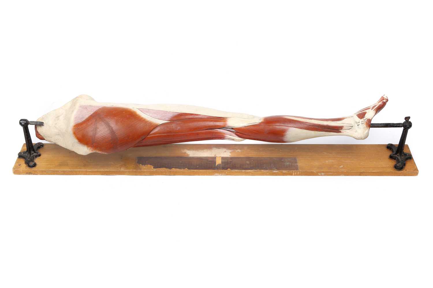 Lot 180 - 19th Century German Human Anatomical Leg,