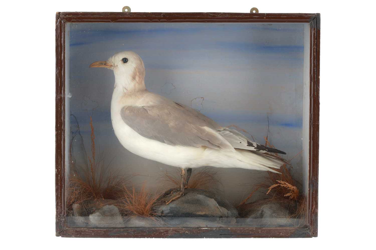 Lot 515 - Taxidermy Seagull,