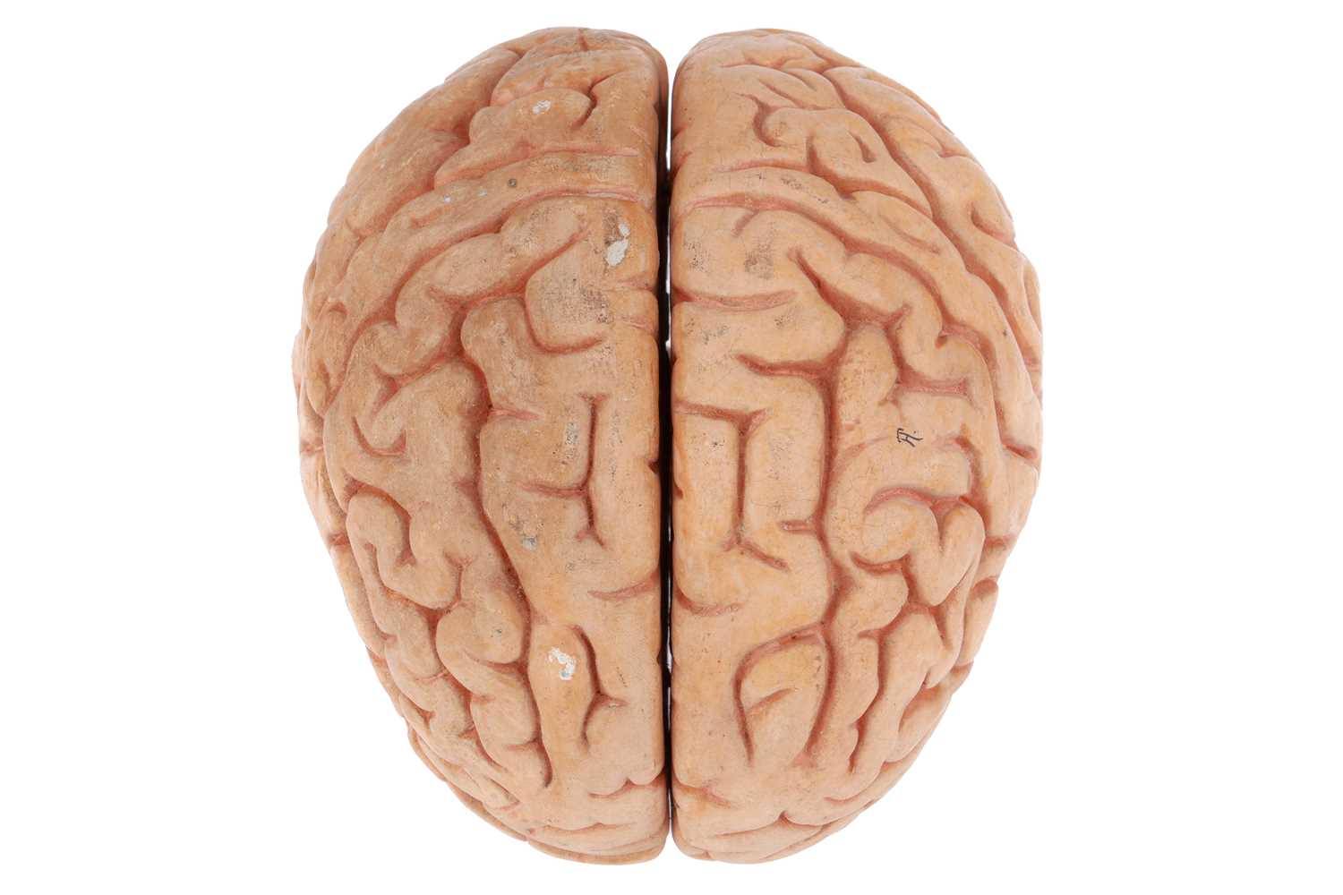 Lot 297 - Didactic Anatomical Lifesize plaster Brain,