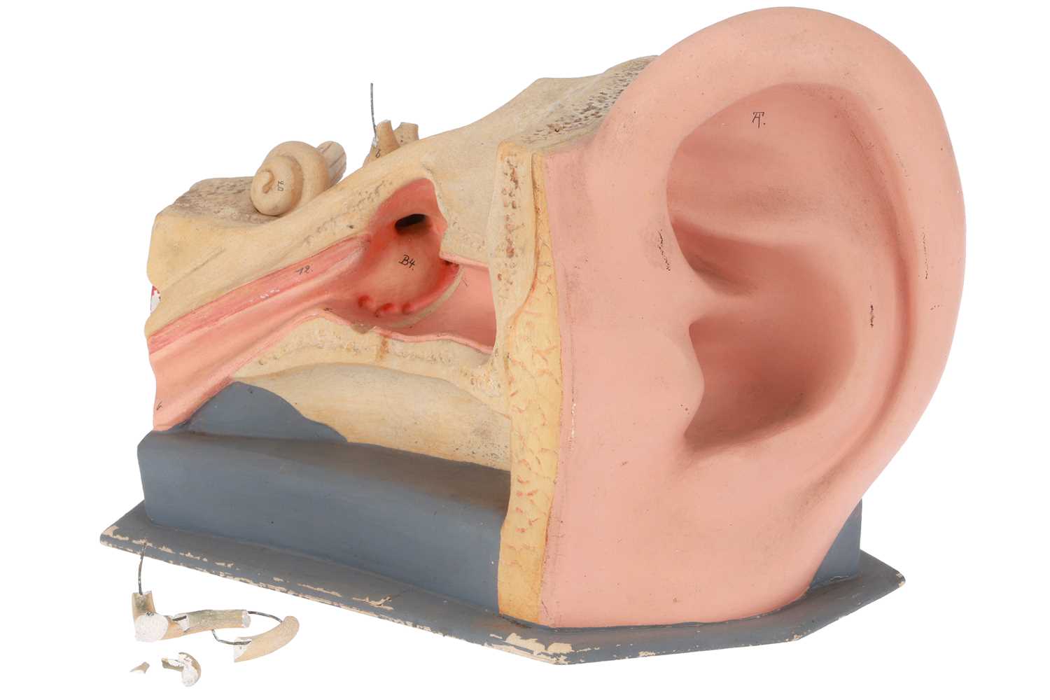 Lot 361 - Didactic Anatomical Ear,