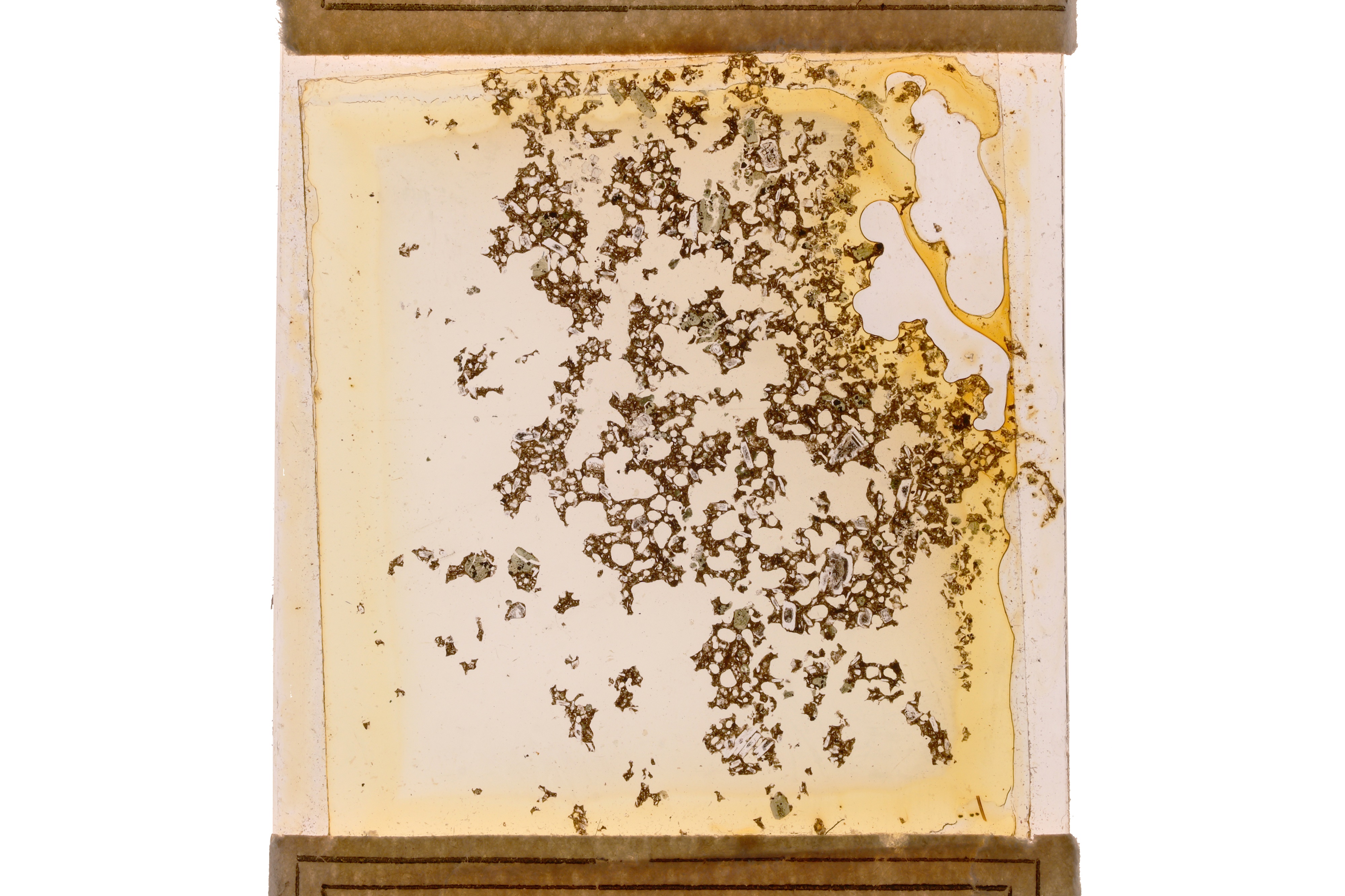 Lot 215 - Darwin, Charles, Microscope Specimen Slide