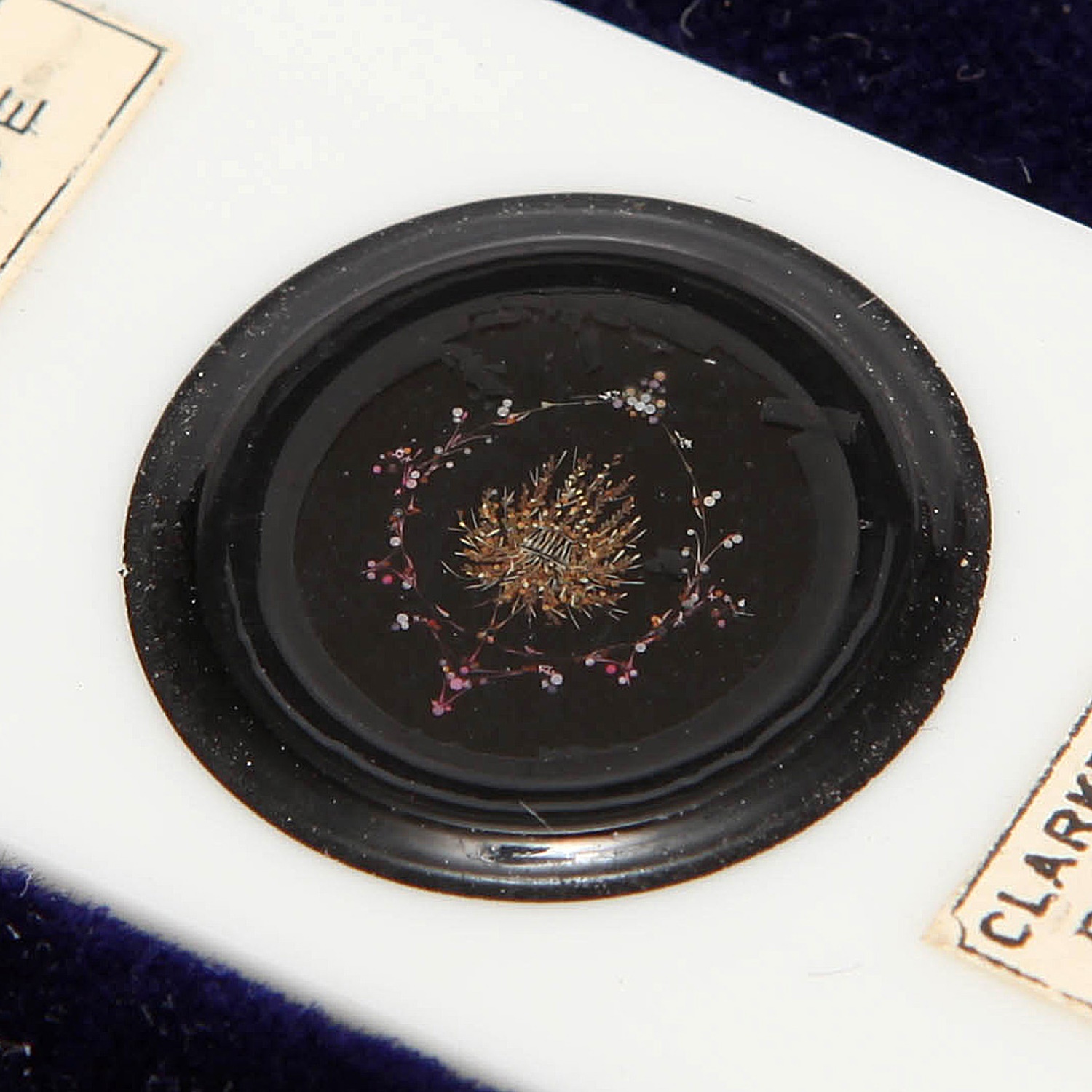 Lot 16 - An Impressive Microscope Exhibition Slide